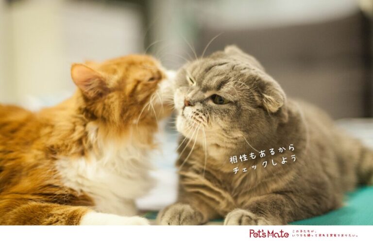 もっと好きになっちゃう！スコティッシュフォールドの性格と相性の秘密 | 【公式】ペッツメイト ︎ 福岡のペットショップ